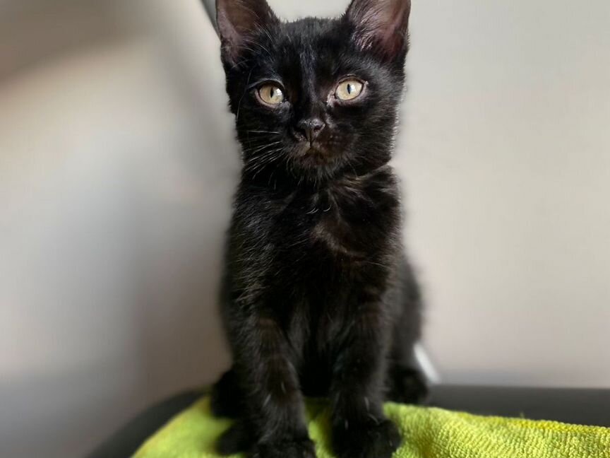 Котенок Уля в добрые руки