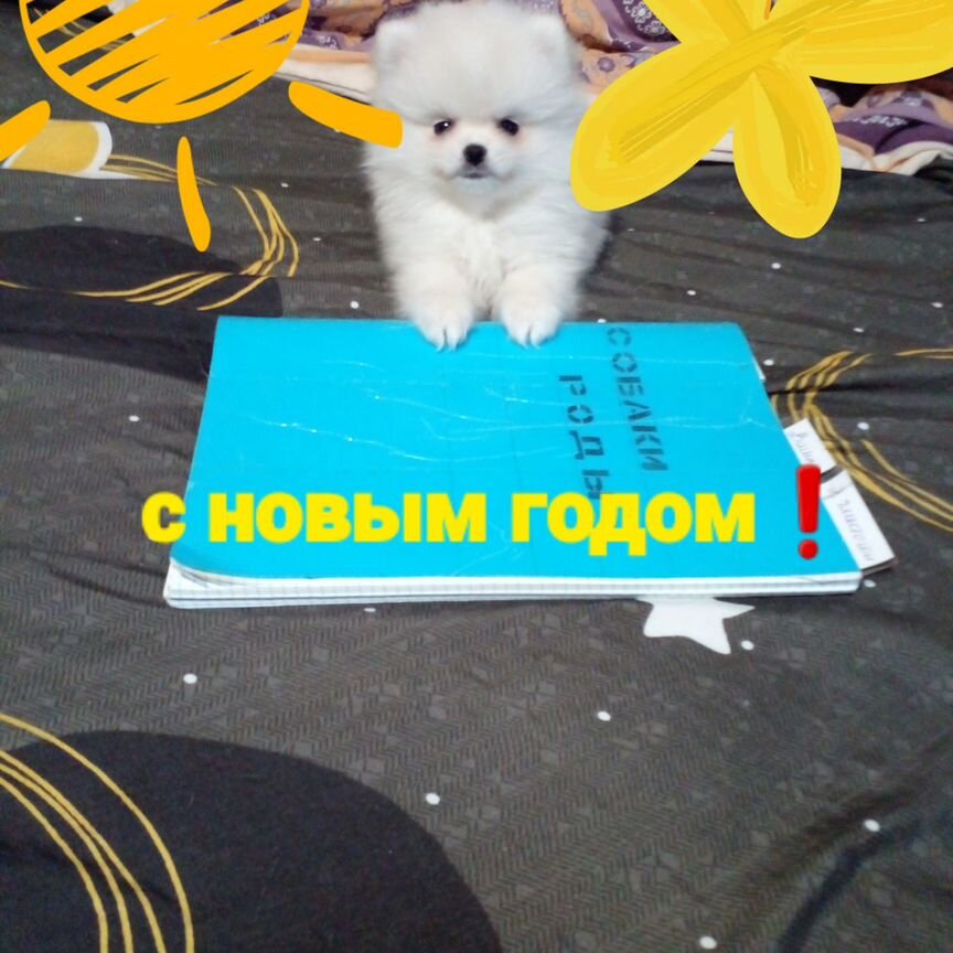 Померанский шпиц, щенок