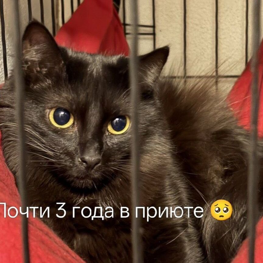 Взрослая, кошка в добрые руки