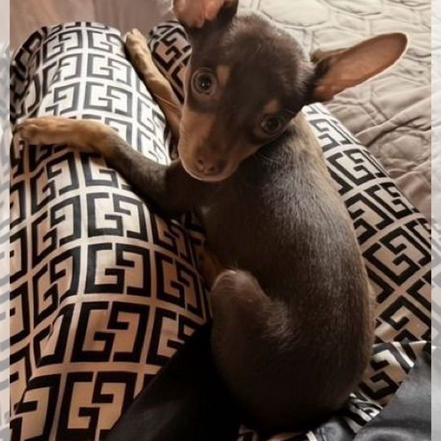 Русский той-терьер, щенок