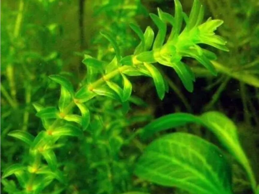 Аквариумное растение