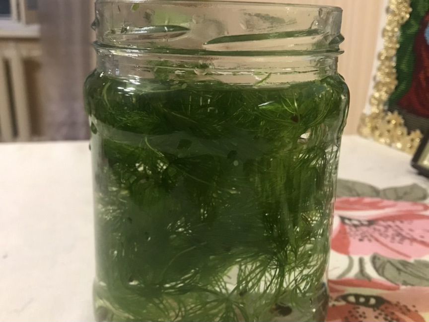 Водоросли, улитки