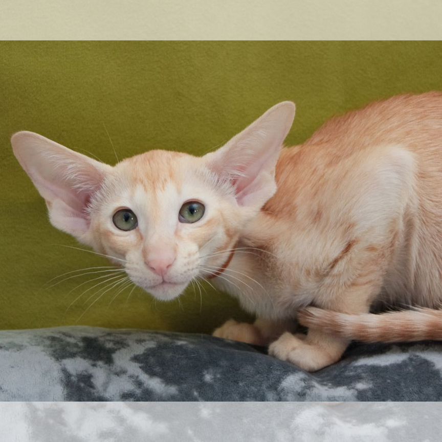 Ориентальный котёнок