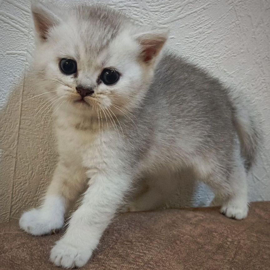 Шотландский вислоухий короткошёрстный котёнок