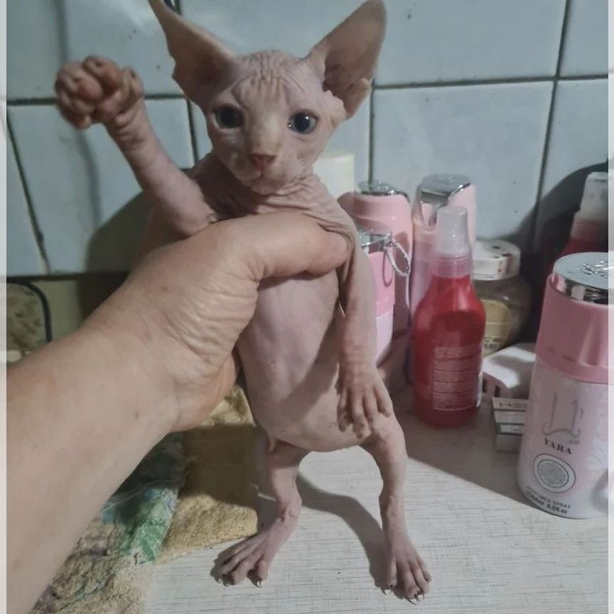 Канадский сфинкс котёнок