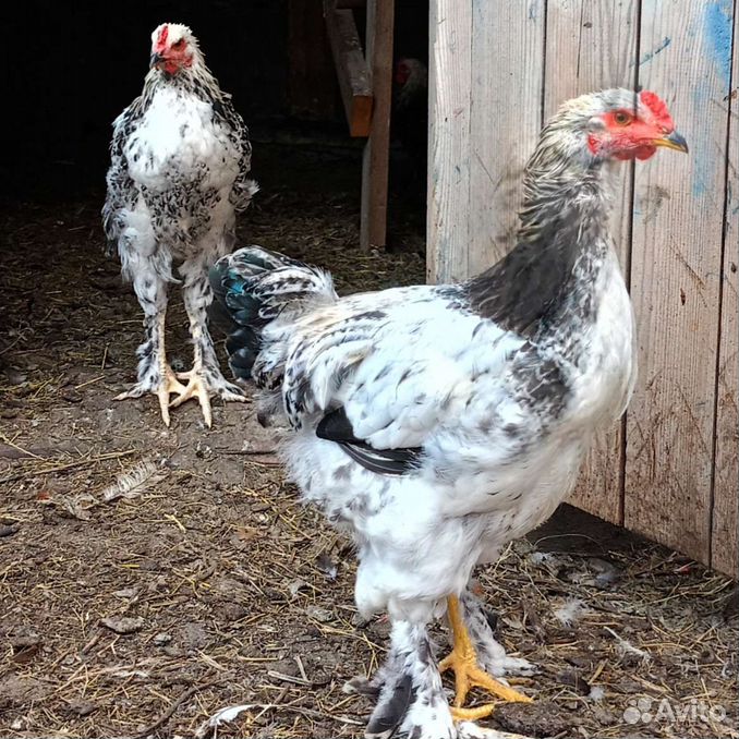 Петухи молодые Брама