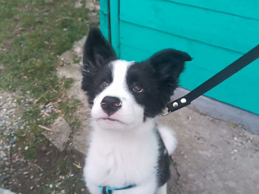 Щенок в добрые руки