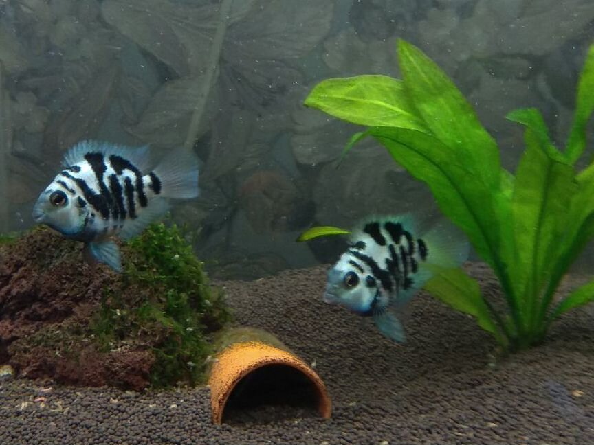 Украшение для аквариума