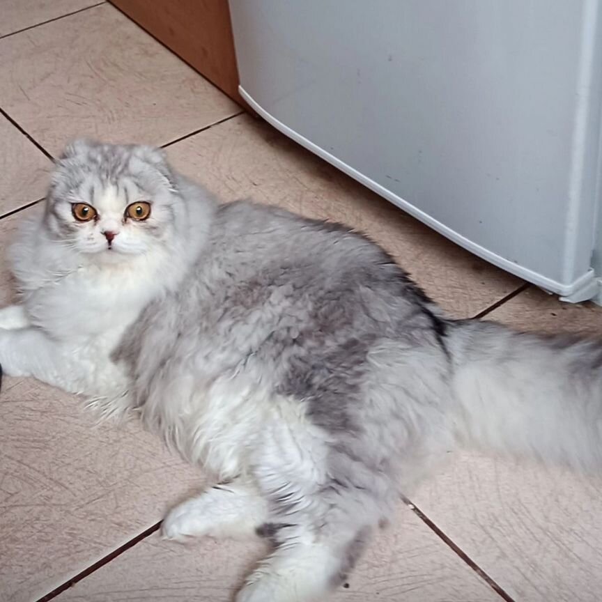 Кошечка фолд
