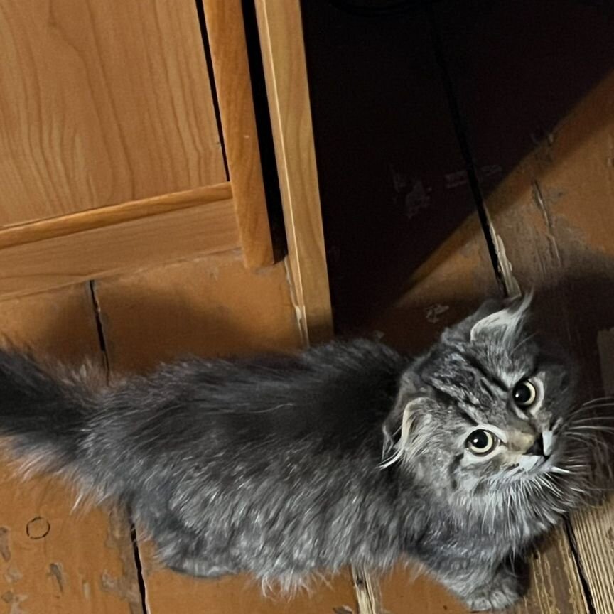 Шотландский вислоухий длинношёрстный котёнок