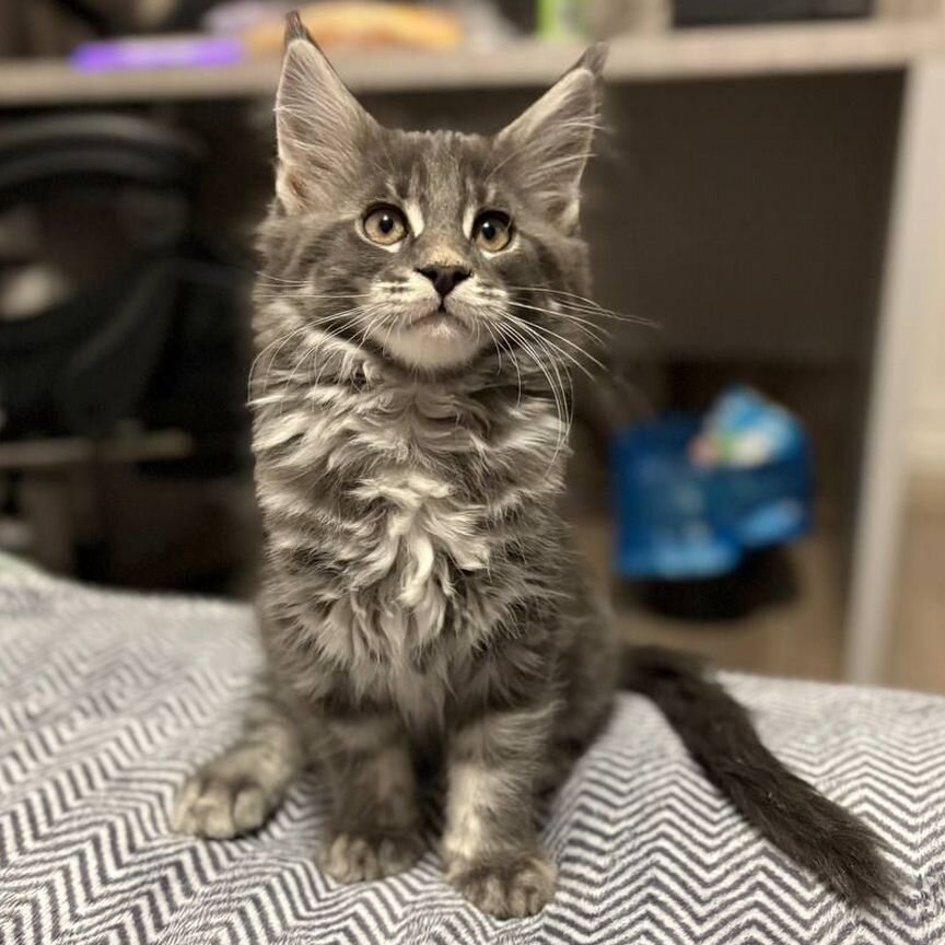 Мейн-кун котёнок