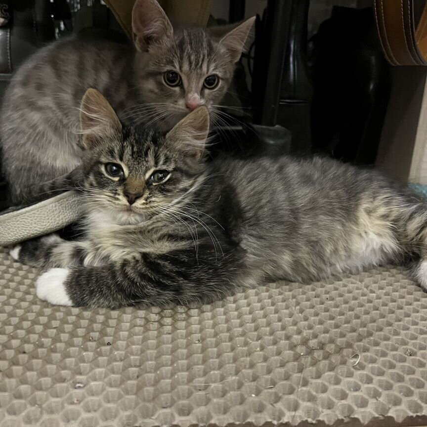 Отдам котят