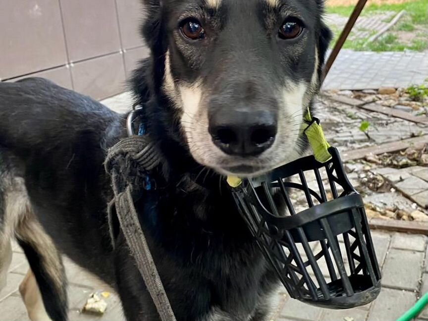 Собака Дакота с передержки увозят в приют