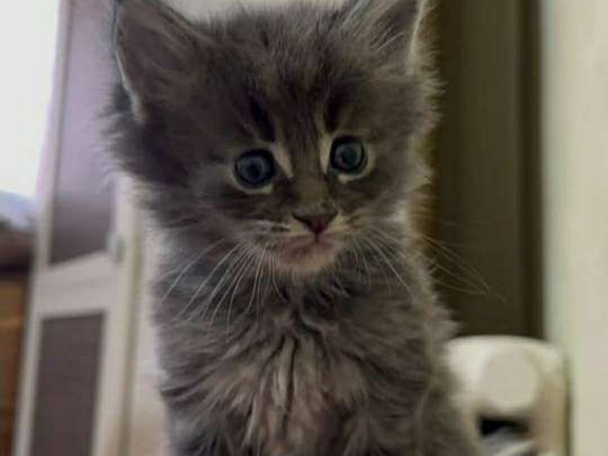 Котята рысята