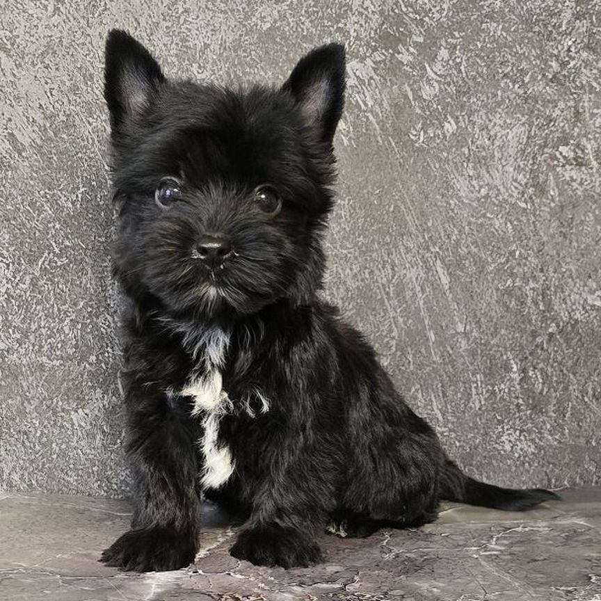 Йоркширский терьер, щенок