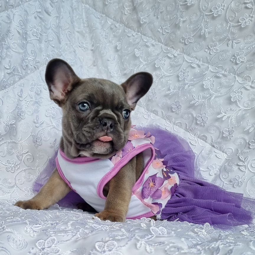 Щенки французского бульдога