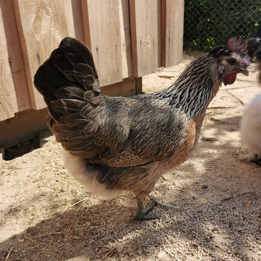 Куры несушки, молодки, петух, яйцо домашнее