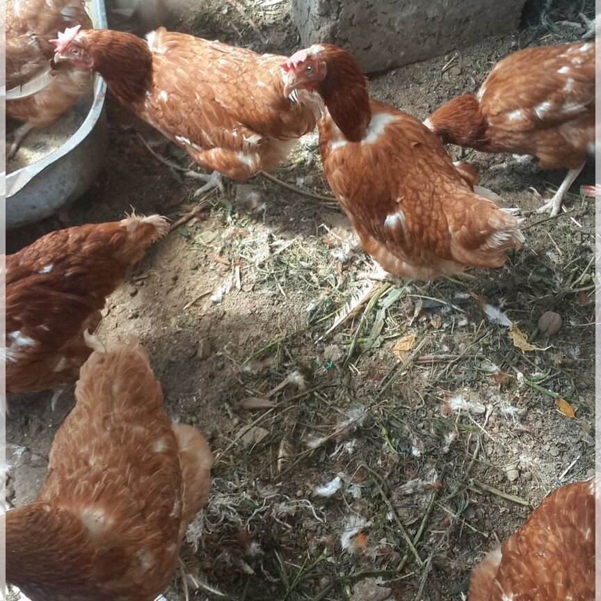 Куры несушки