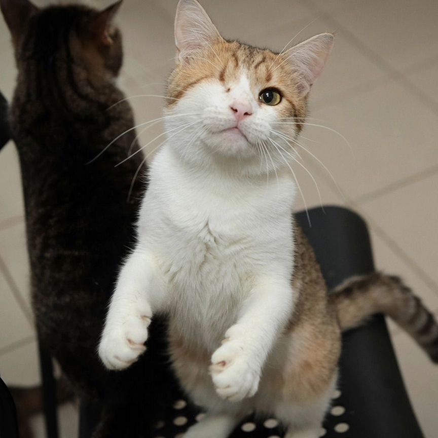Особенный котенок ищет дом