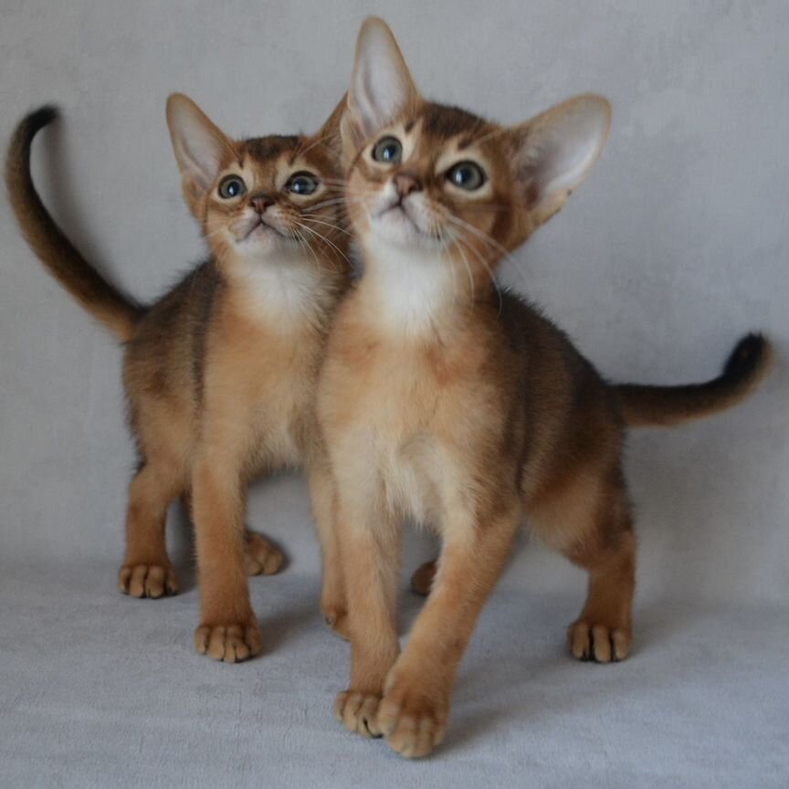Абиссинский котёнок