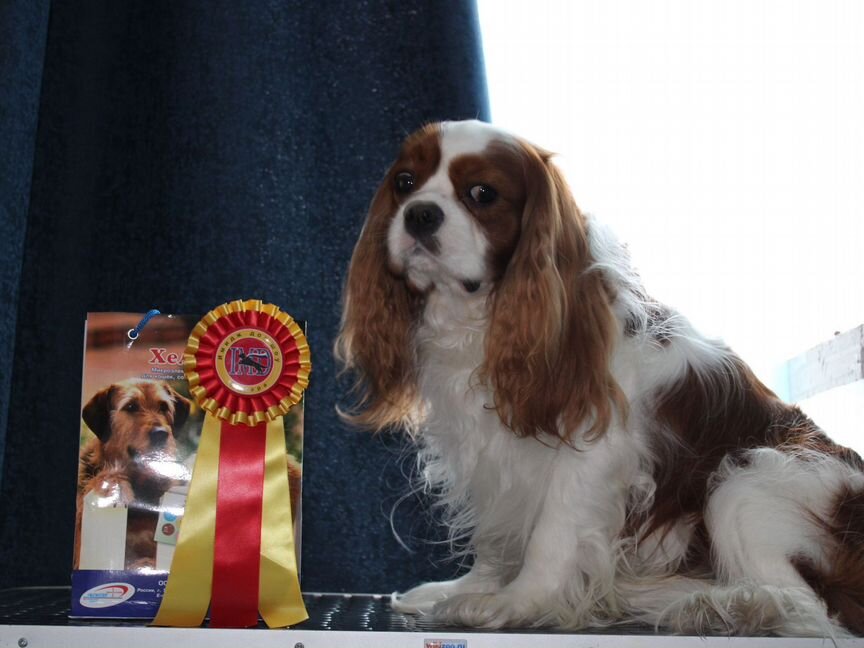 Вязка кавалер Кинг Чарльз спаниель