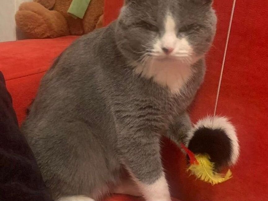 Котик Малыш