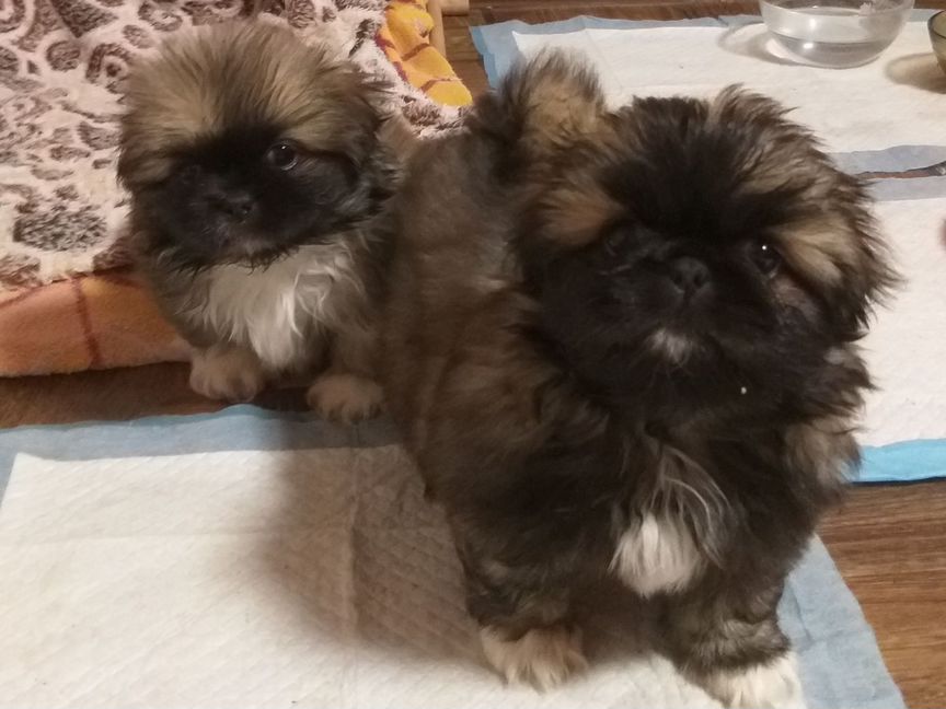 Щенки пекинеса