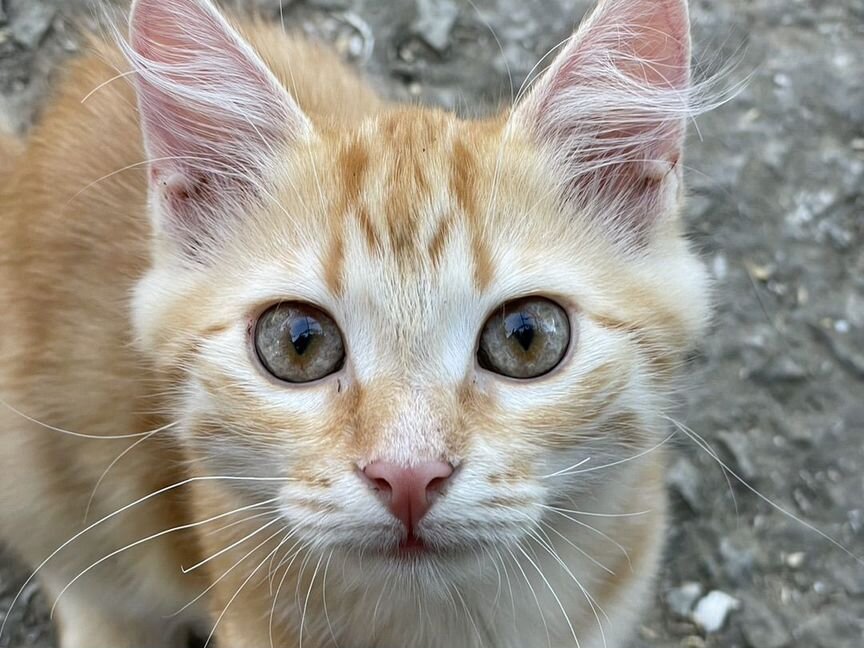 Обычный кот