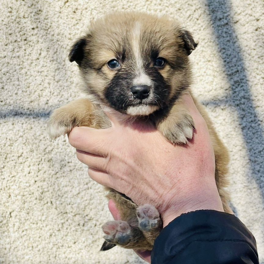 Отдаем щенков в добрые руки