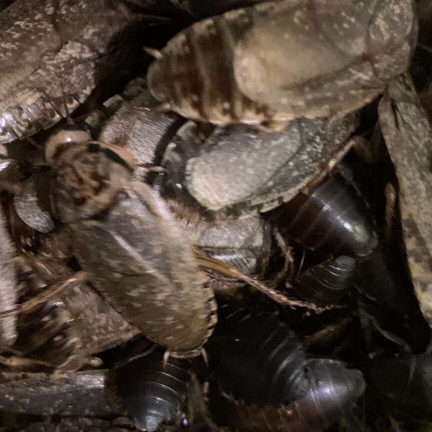 Кормовые насекомые живые