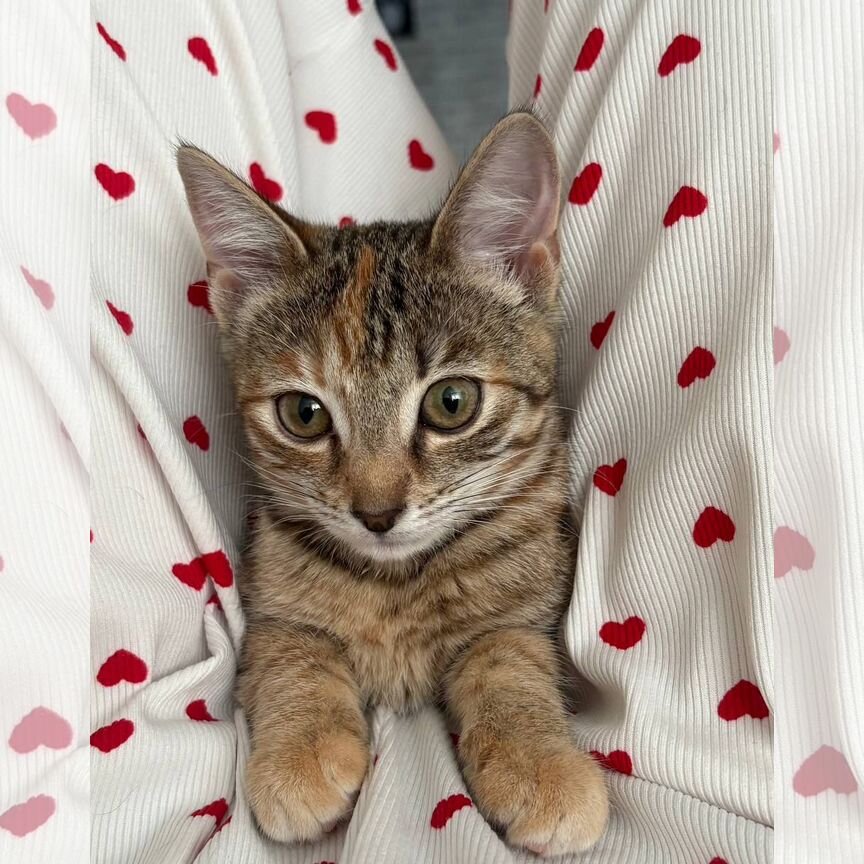 Котёнок в добрые руки