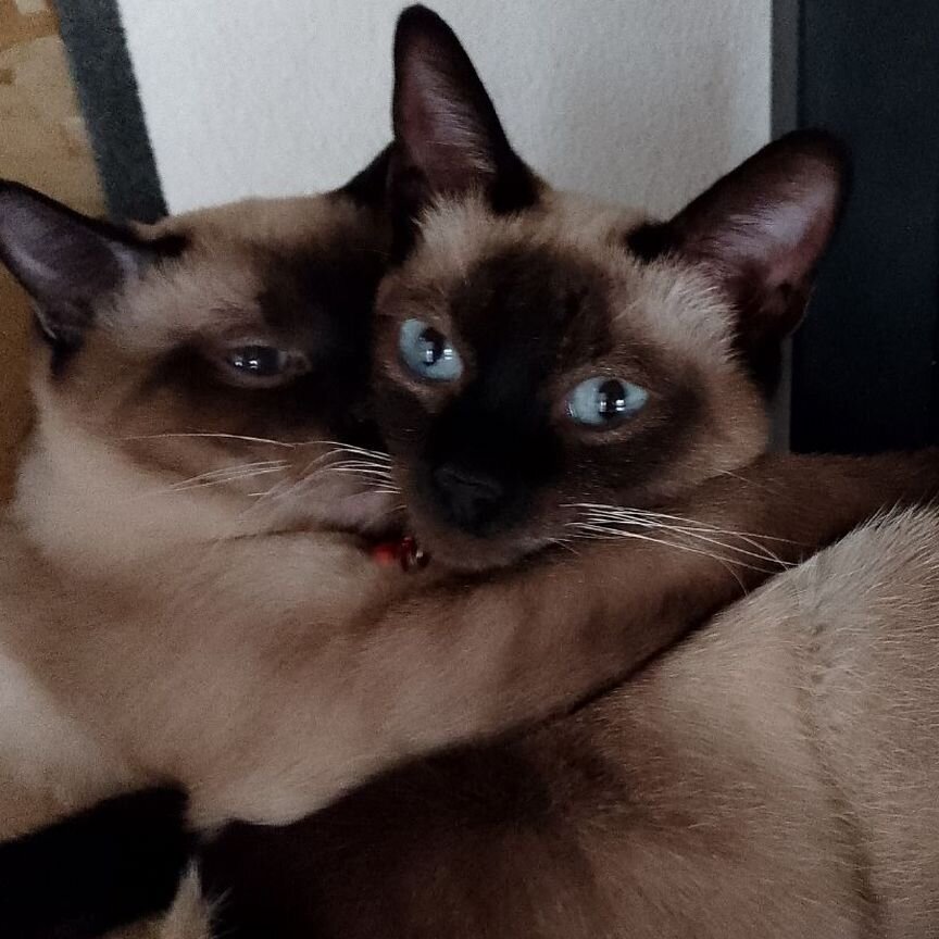 Меконгский бобтейл котёнок