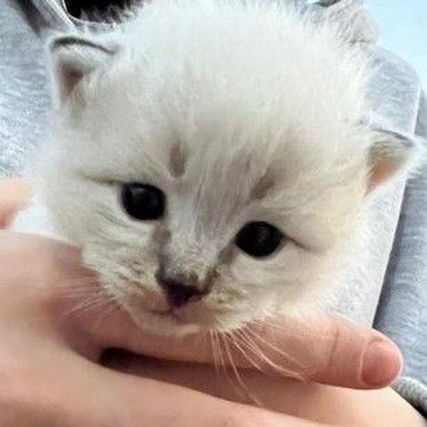Белый котенок