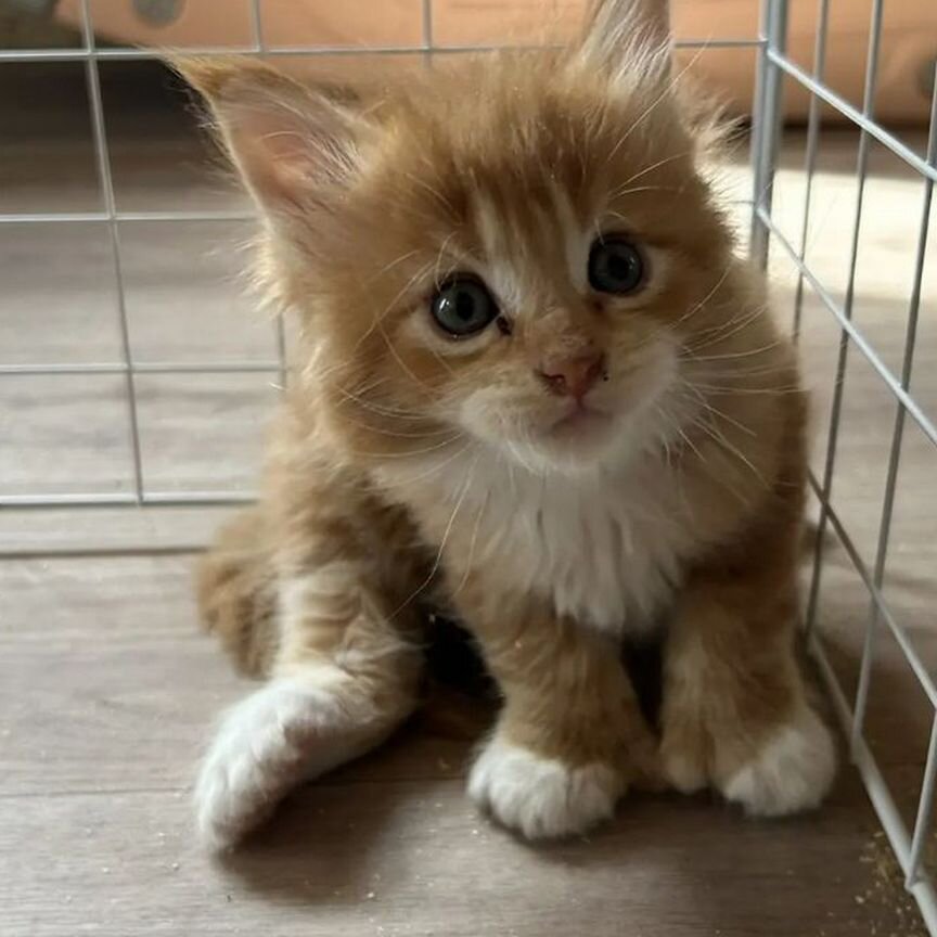 Мейн-кун котёнок