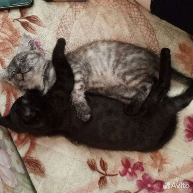 Котята в добрые руки мальчики 3.5месяца