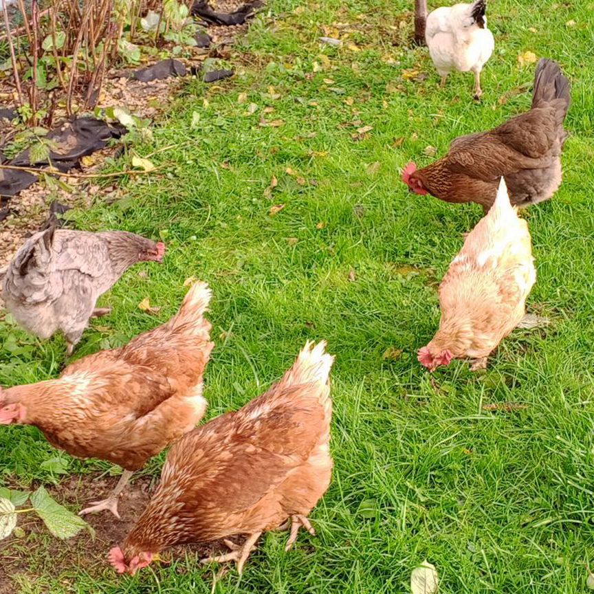 Куры несушки