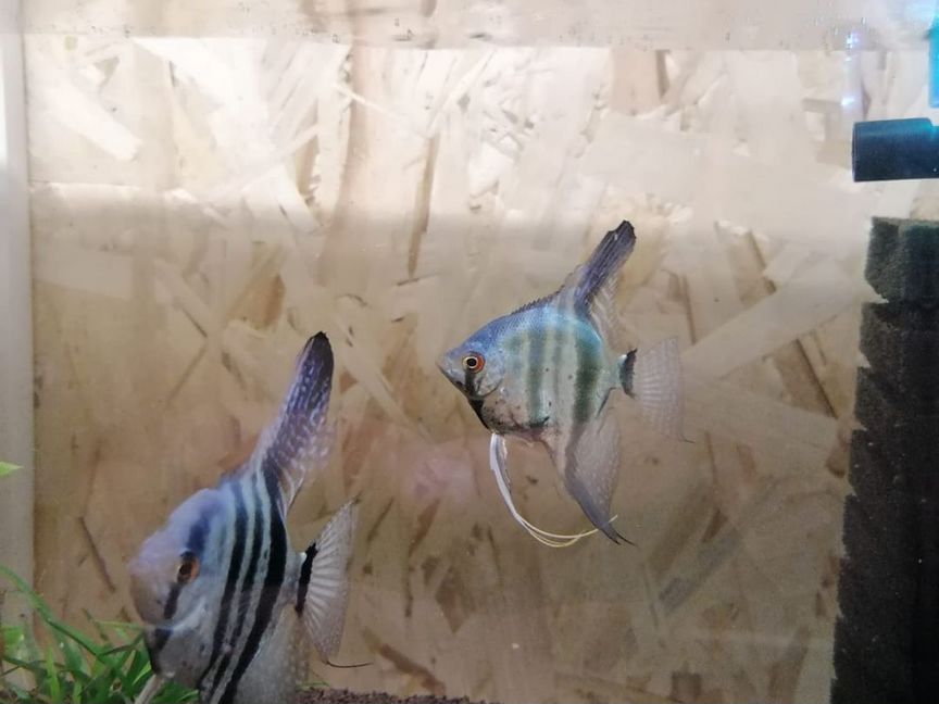 Продам рыбок