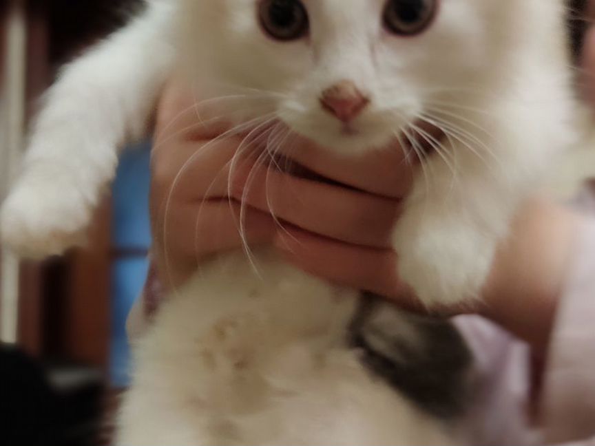 Котенок беленький девочка