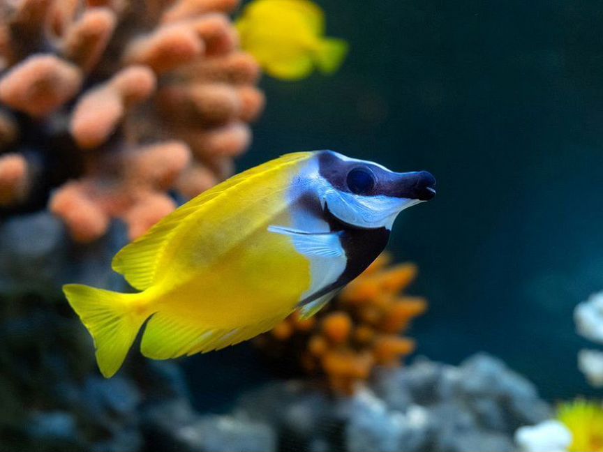 Лисица желтая