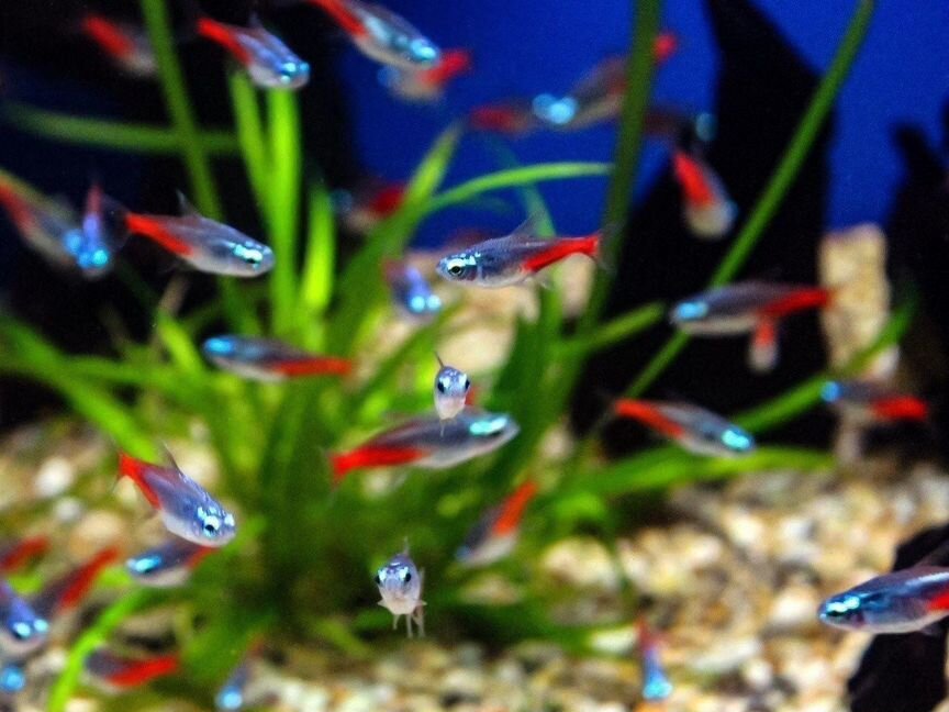 Неон голубой оптом