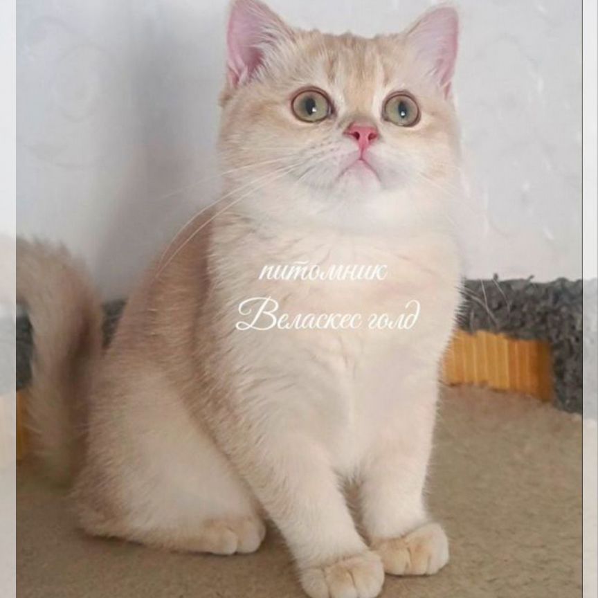 Британец лиловое золото