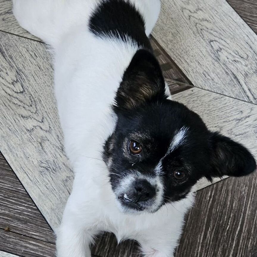 Кнопа ищет добрые ручки