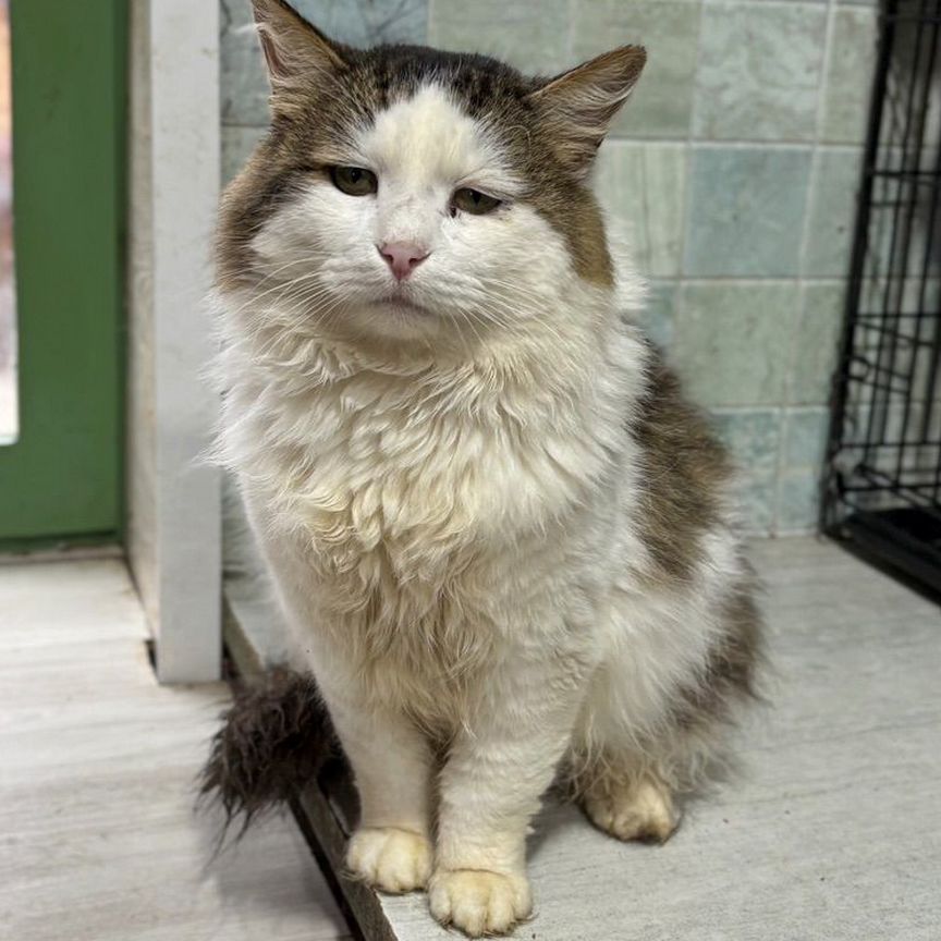 Котик Валли