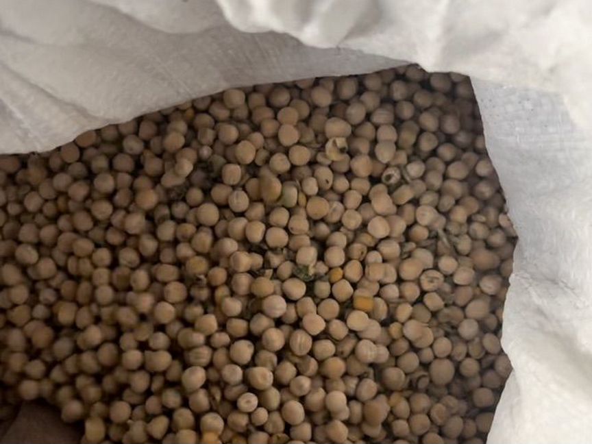 Горох кормовой