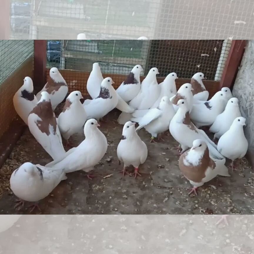 Продажа голубей