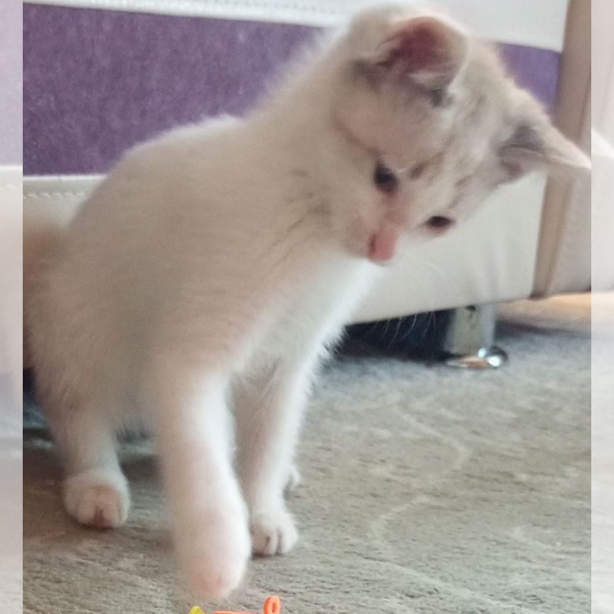 Котёнок в добрые руки