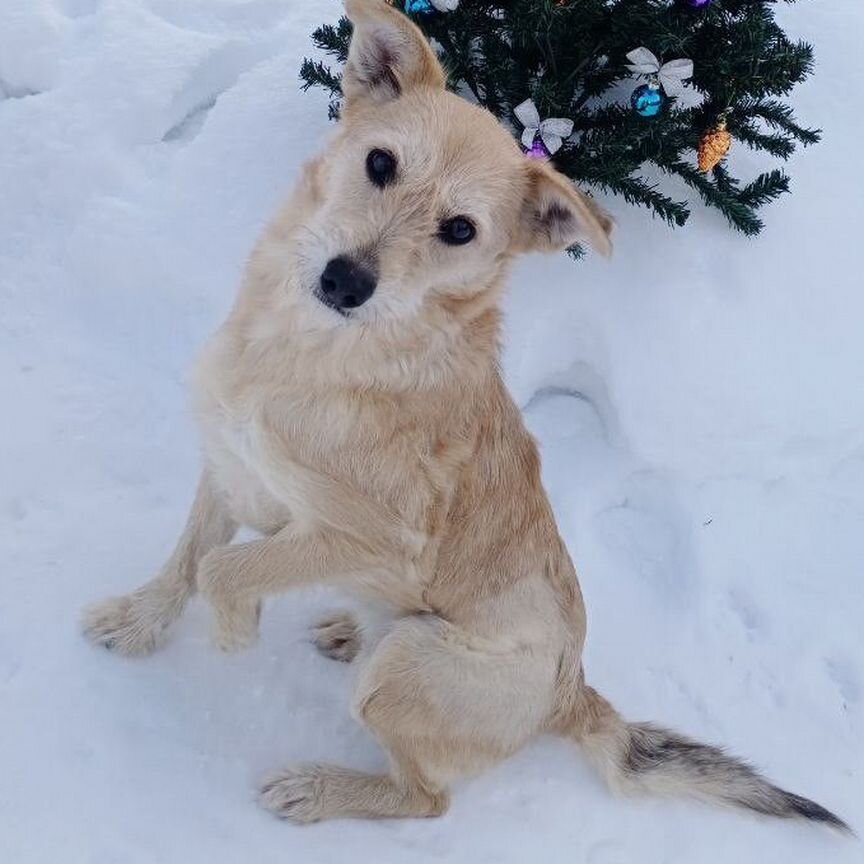 Собака в дар. Доставка