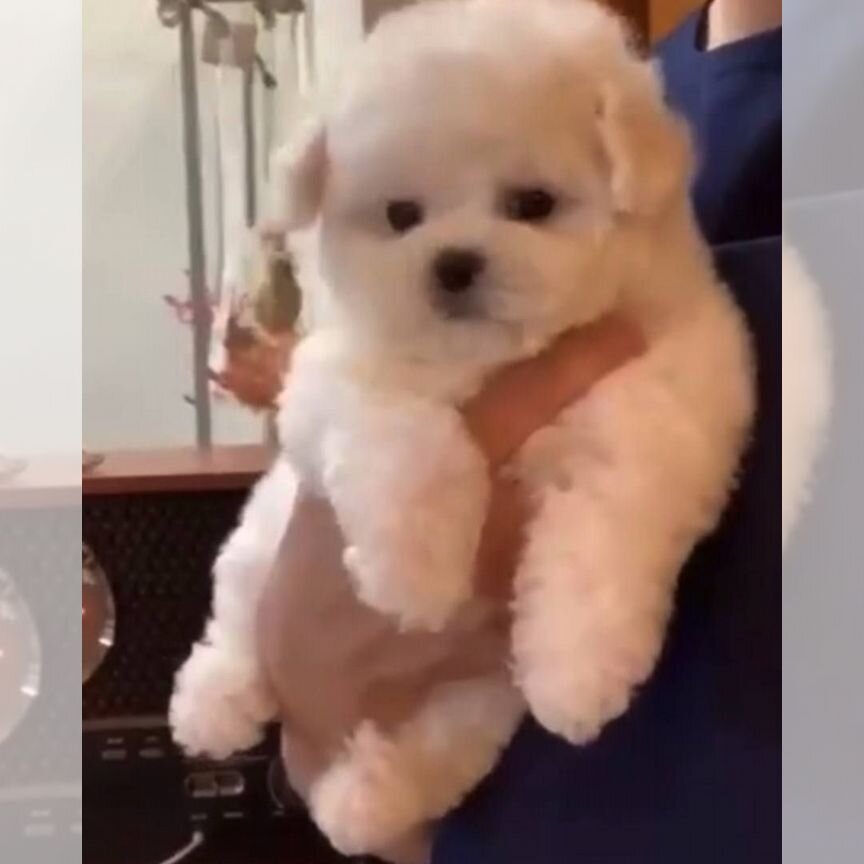 Мальтипу, щенок