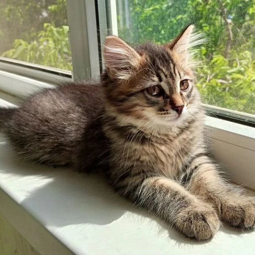Котёнок в добрые руки