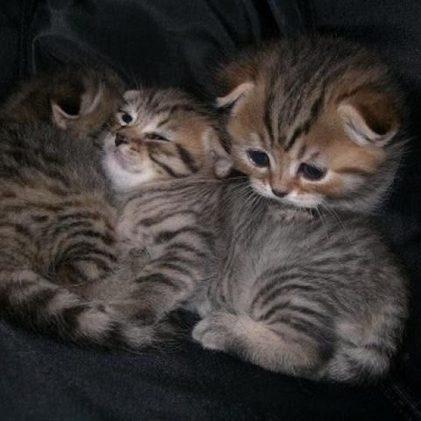 Шотландские вислоухие